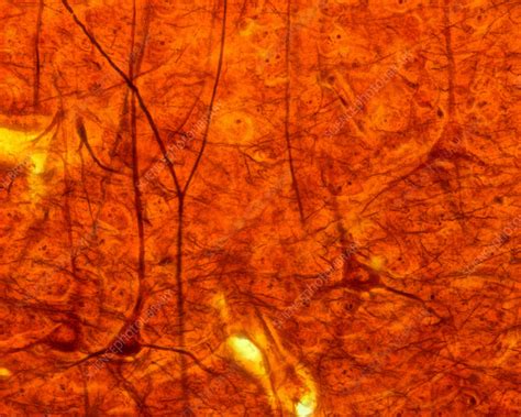 Pyramidal Cells In Cerebral Cortex Light Micrograph Stock Image