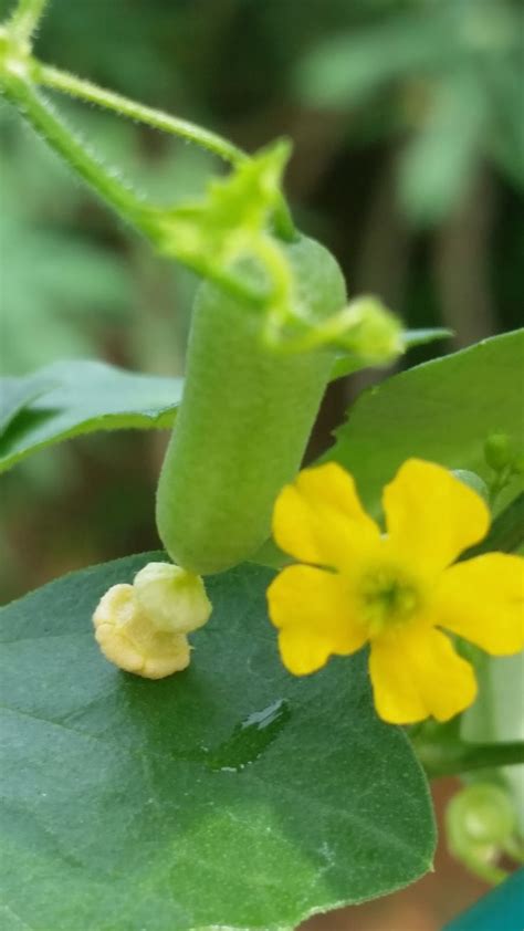 Warisan Petani Pokok Timun Tikus 2