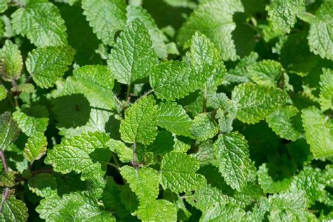 How To Grow And Harvest Lemon Balm Handy How To Guide
