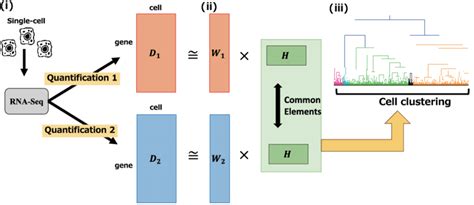 A Workflow Of Sc Jnmf I Creating Multiple Gene Expression Profiles