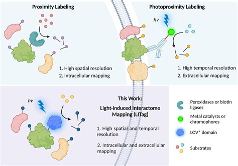 Lov Thy Neighbor Mapping Protein Interactomes By Genetically Encodable Photoproximity Labeling