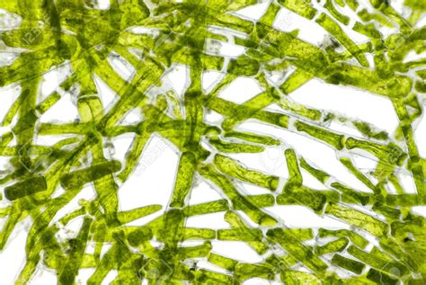 Unicellular Algae Microscope