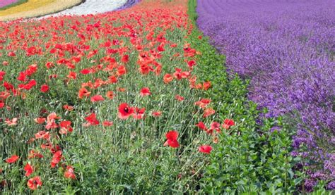 The Meticulously Arranged Flower Fields Showcase The Hokkaido Natural