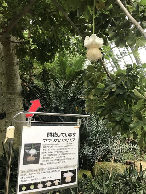 2023京都府立植物园游玩攻略 植物园这个季节外面没什 去哪儿攻略