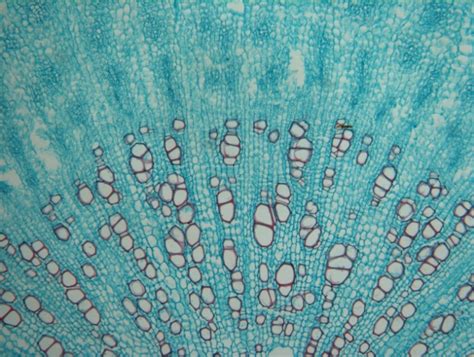 Wholesale Bs 2063t Trinocular Biological Microscope Manufacturer And Supplier Bestscope