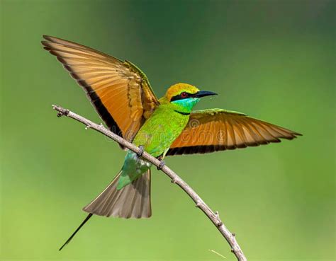 Green Bee Eater Bright Green Eats Insects Flies Stock Illustration