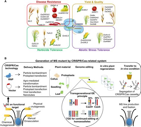 Frontiers Current Insights And Advances Into Plant Male Sterility New Precision Breeding