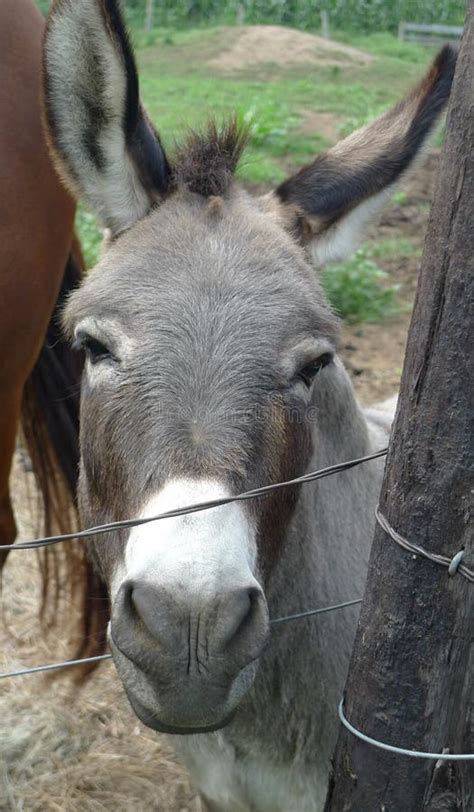 Face Stock Image Image Of Idiot Humour Party Animal 43545789