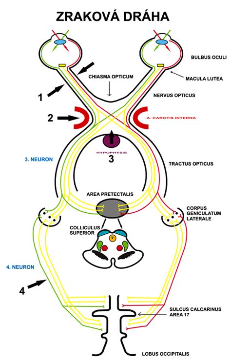 Visual Pathway Wikilectures