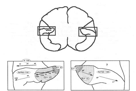 Primary Auditory Cortex Introduction To Sensation And Perception