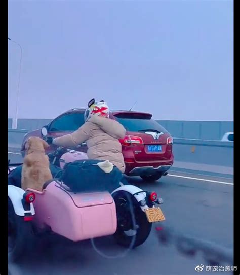 女孩骑着边三轮摩托车带着狗，在高速路上驰骋，人被冻成狗了吗？财经头条