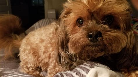 King Koo 古于璟 On Linkedin Infinitelearning Trailhead Trailblazer Deloittedigital Salesforce