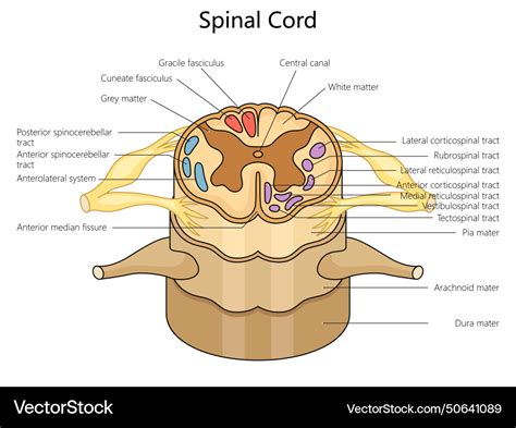 Spinal Cord Structure Diagram Medical Science Vector Image