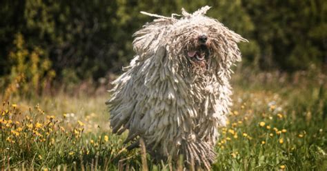 Komondor Information Om Hundrasen Doy