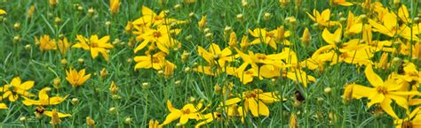 Threadleaf Coreopsis Melinda Myers