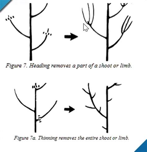 Tree Pruning 101 City Of Stirling And Fiona Blackham Of Gaia Permaculture Parasuniversal