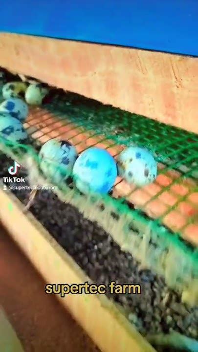 Quail Farming Incubator Quail Poultry Watu Watu Biththara Youtube