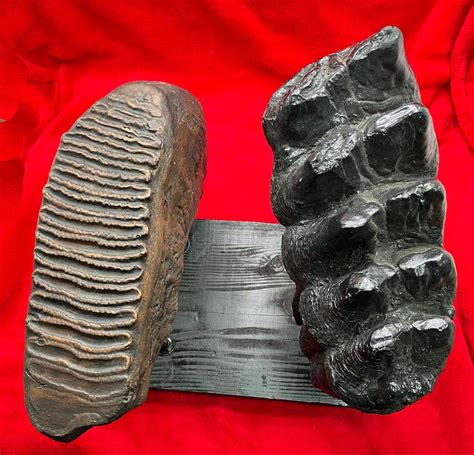Mammoth And Mastodon Tooth Comparison Exhibit 4005 Replica Prehistoric