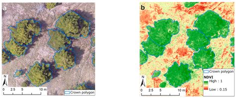 Examples Of Tree Crown Polygons A Orthomosaic Image Of Visible Light