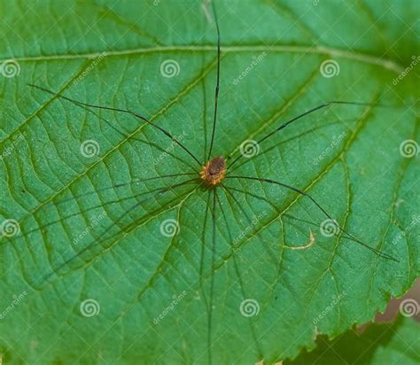 Closeup Macro Of A Harvestmen Spider Also Known As Daddy Long Legs
