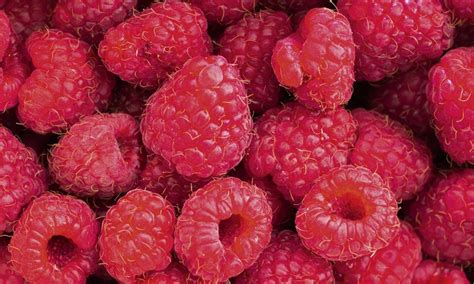 Comment Cultiver Les Framboises La Pommeraie Ammerschwihr Colmar