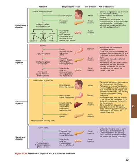 Flow Chart Of The Digestive System