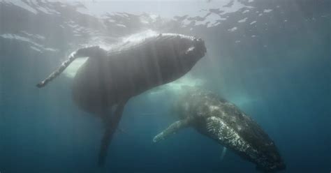 Nbc News Makes A Mockery Of Itself With Story About Two Male Whales