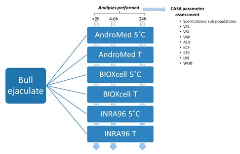 Average Speed Of Ejaculation Osilabels