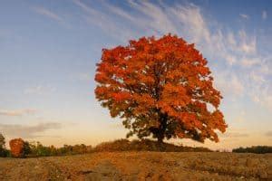 What Are The Best Maple Trees For Shade