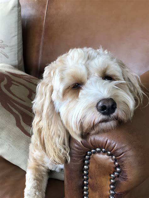 Cockapoo Pearl Necklace Pearls Dogs Animals String Of Pearls