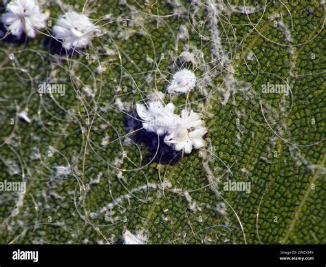 Aleurodicus Dispersus The Spiralling Whitefly Is A Species Of Small