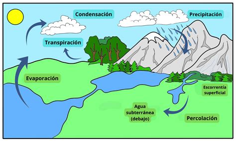 Ciclos De Nutrientes Quizlet