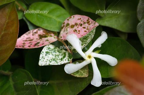 ハツユキカズラの花 写真素材 3159758 フォトライブラリー photolibrary