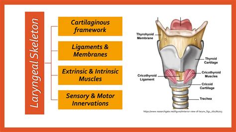 Phonatory System Anatomy And Physiology Pptx