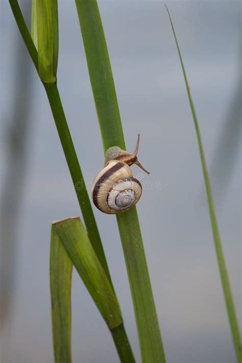 Snail On Green Iris Stalk Stock Image Image Of Snail 253541119