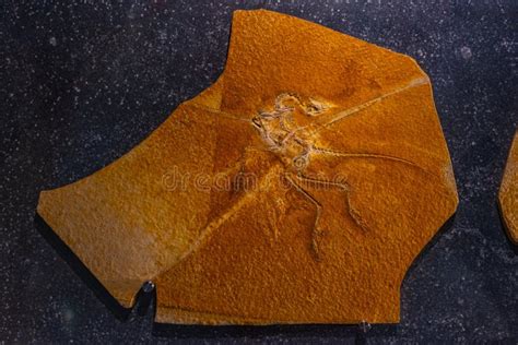 Archaeopteryx Fossils Discovered In Germany Editorial Stock Image Image Of Evolution Ancient