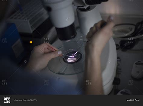 Doctor Performing An Artificial Insemination Under A Microscope Stock
