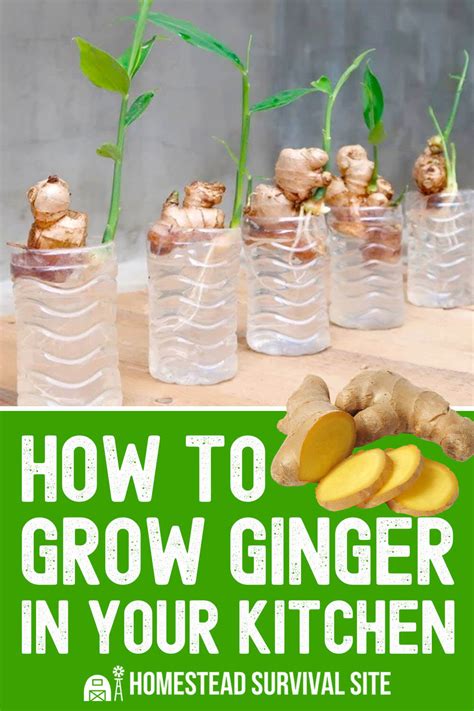 How To Plants Ginger