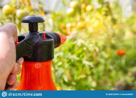 Spraying A Tomato With A Solution Against Diseases And Phytophthora Tomato Solution Of Iodine