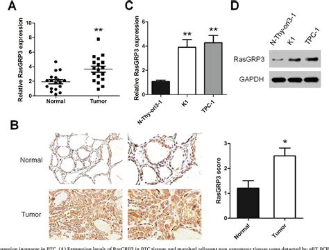 Figure 1 From Rasgrp3 Controls Cell Proliferation And Migration In