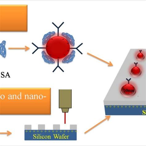 1 Schematic Illustration Of The Protein Nanoarray Fabrication Process Download Scientific