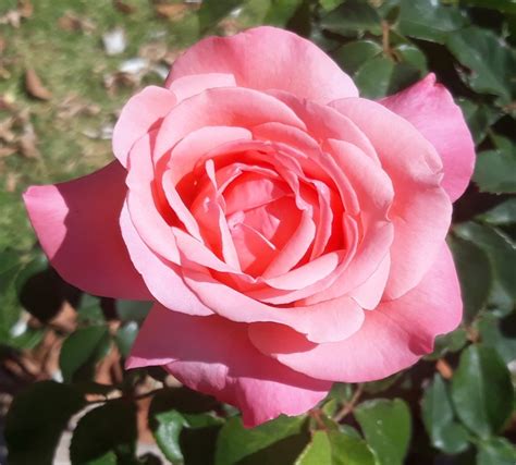 Mother Marys Mysteries Rose Alchemist