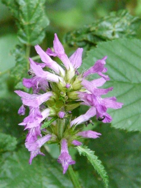Pin By Nature Of Dorset On Labiates Borages And Figworts Pinterest