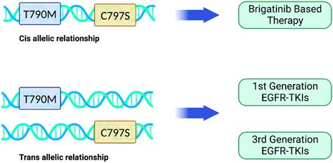 Illustration Of The Cis C797s And Trans C797s Mutation And Their
