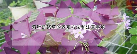 紫叶酢浆草的养殖方法和注意事项 发财农业网