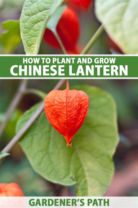 How To Grow And Care For Chinese Lantern Alkekengi Officinarum
