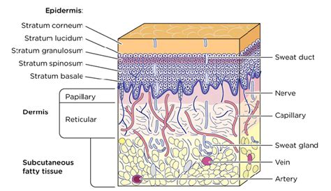 Low Prices Skin Tissue Life Technologies India Pvt Ltd