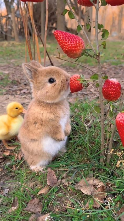 فیلم حیوانات بامزه برای کودکان