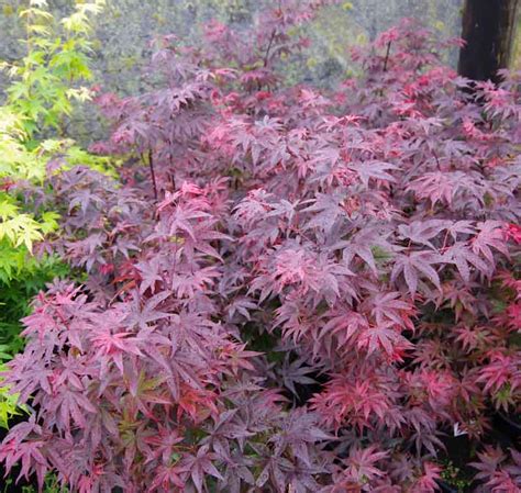 Acer Palmatum Pixie Japanese Maple Leafland