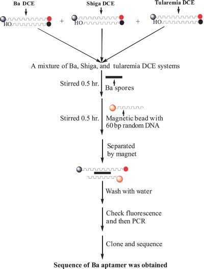 Aptamer Selection Express A Novel Method For Rapid Single Step Selection And Sensing Of